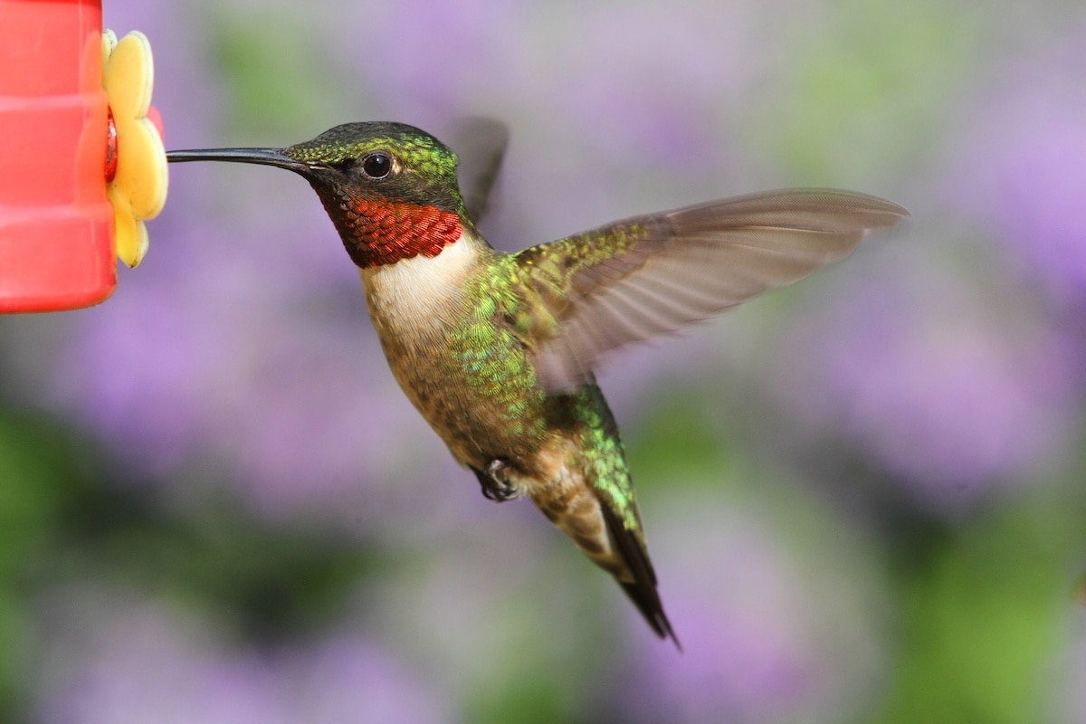 Hummingbird Nectar & Feeder Tips - Farmers' Almanac - Plan Your Day ...