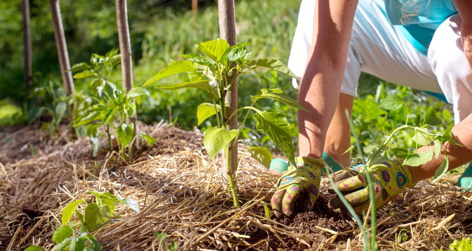 How To Keep Your Garden Thriving During a Heatwave - Farmers' Almanac ...