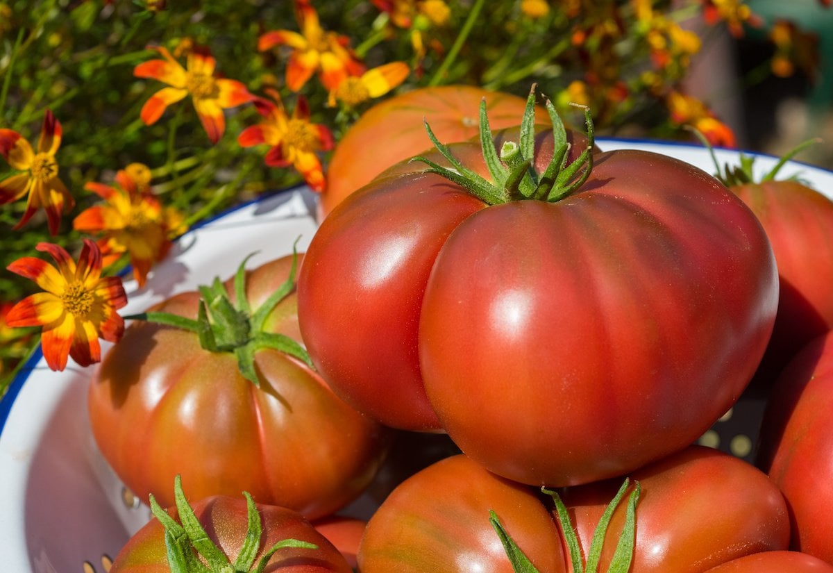 Here's how to Preserve tomatoes - Farmers' Almanac - Plan Your Day ...