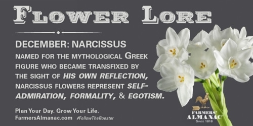 December Birth Flower - narcissus Flower - Farmers' Almanac - Plan Your ...