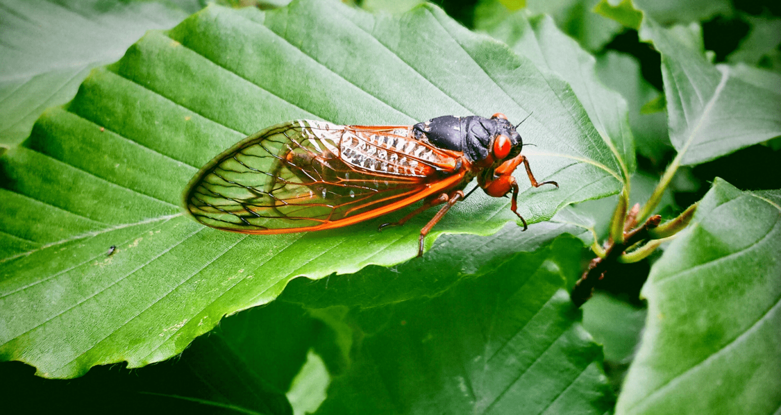 10 Best Edible Insects We Dare You To Try - Farmers' Almanac - Plan ...