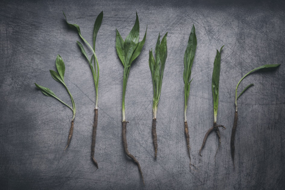 What The Heck Is Salsify? - Farmers' Almanac - Plan Your Day. Grow Your ...