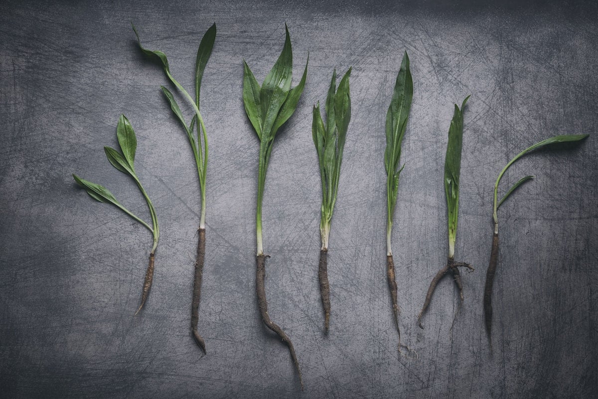 What The Heck Is Salsify? - Farmers' Almanac - Plan Your Day. Grow Your ...