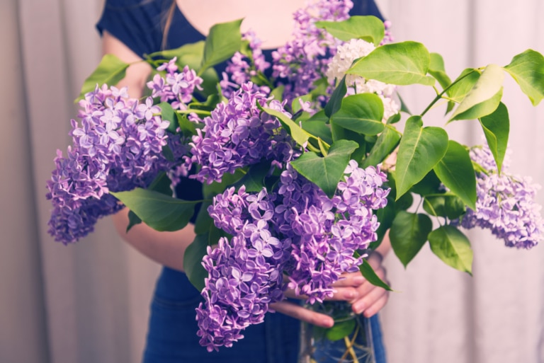 Growing Lilacs: Tips and Lore - Farmers' Almanac