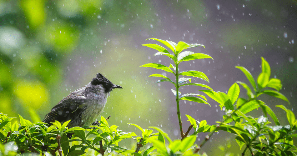 Bird Weather Lore 10 Natural Bird Signs That Predict the Weather