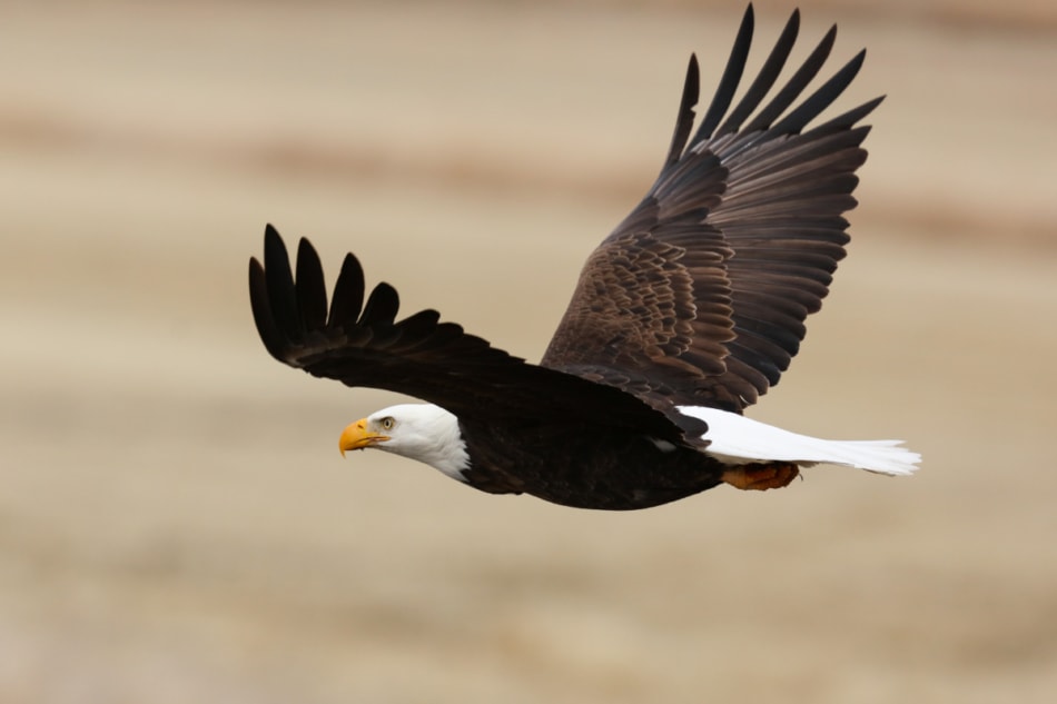 12 Fascinating Facts About Bald Eagles - Farmers' Almanac - Plan Your ...