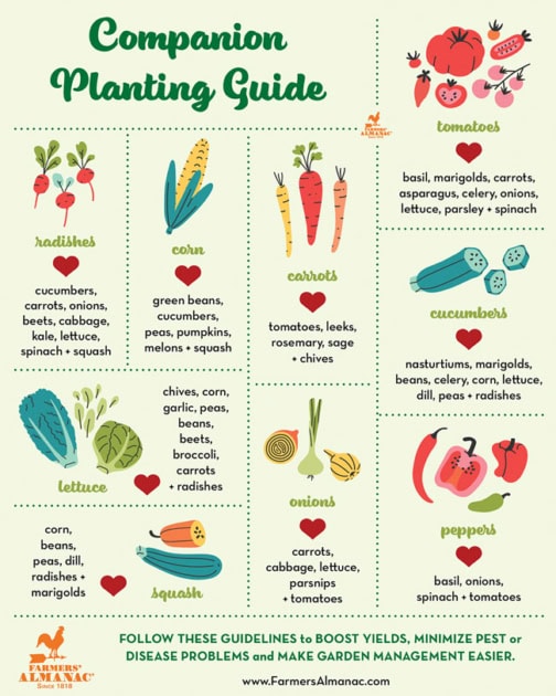 Companion Planting Guide - Farmers' Almanac