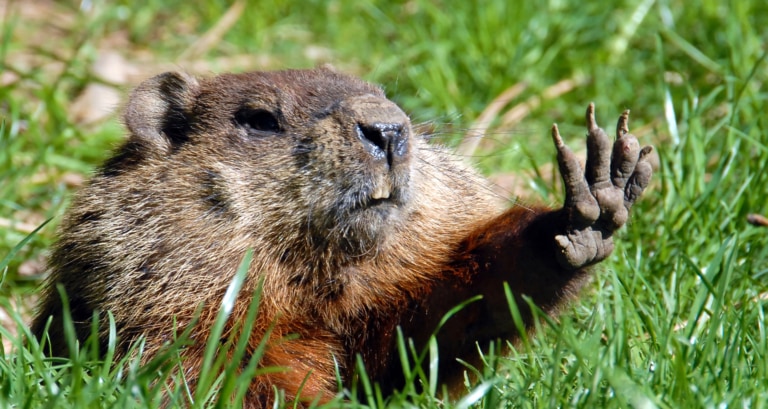 Groundhog Day 2026: Forecast and Folklore - Farmers' Almanac