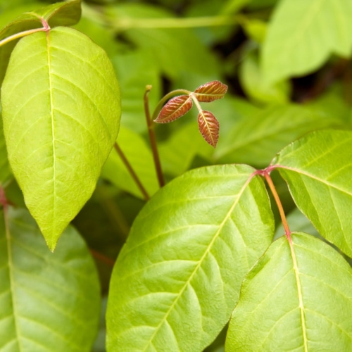 6 Tips For Removing Poison Ivy Plants - Farmers' Almanac