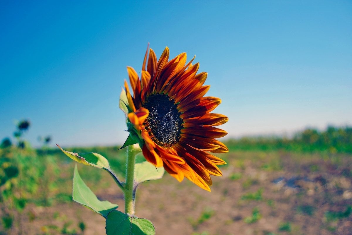 13 Reasons To Love Sunflowers Even More - Farmers' Almanac - Plan Your ...