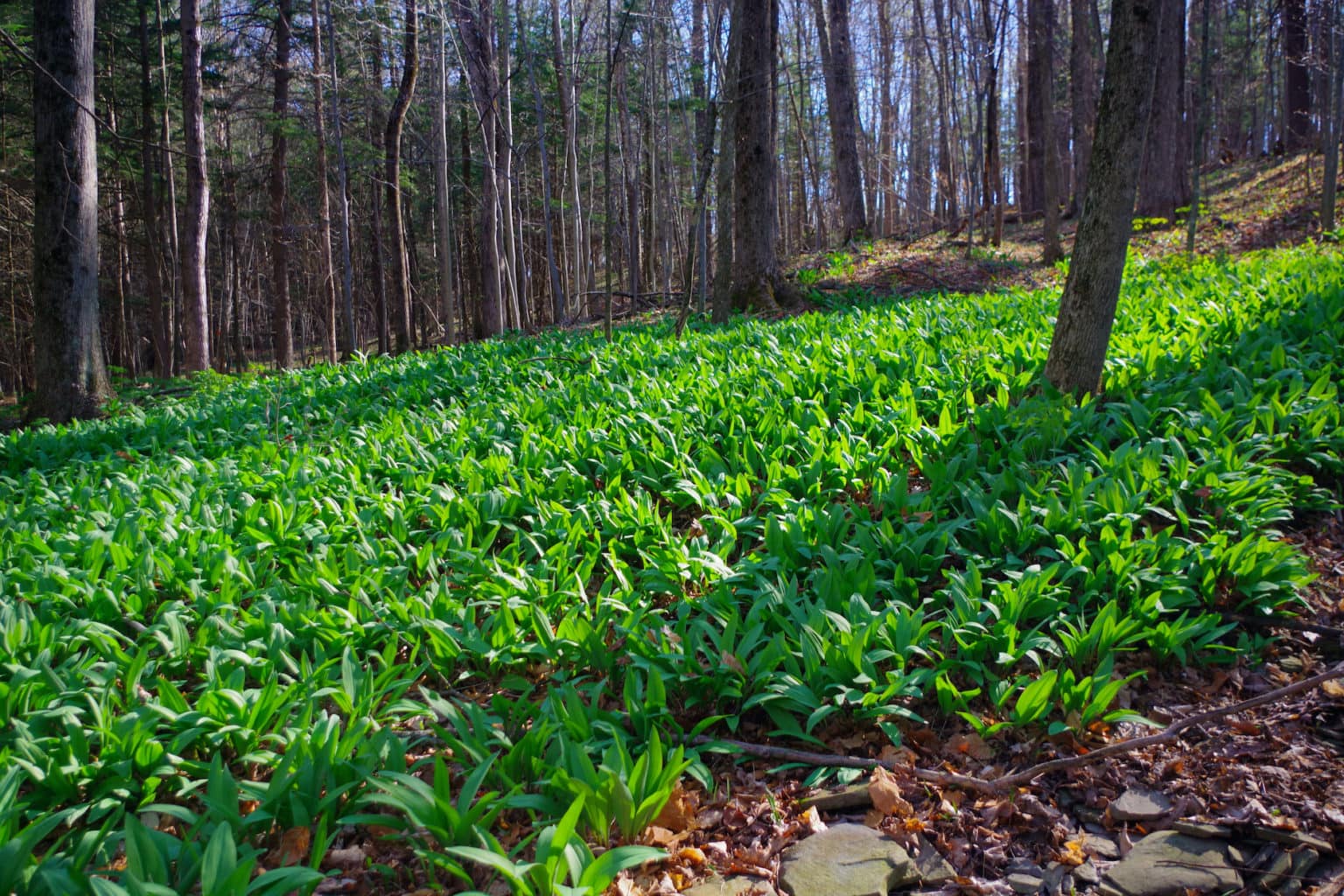 What's So Special About Ramps? - Farmers' Almanac - Plan Your Day. Grow ...