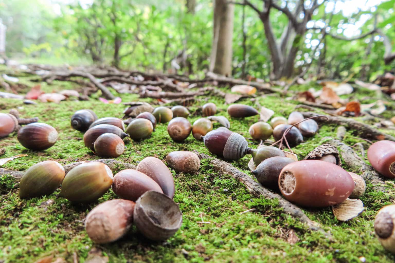 Green Acorns Falling Everywhere? - Farmers' Almanac