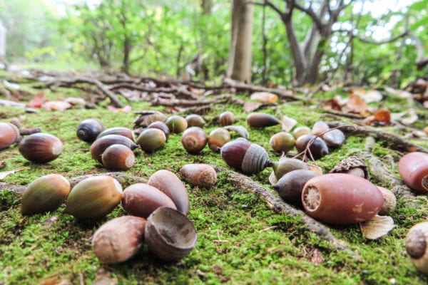 Green Acorns Falling Everywhere? - Farmers' Almanac