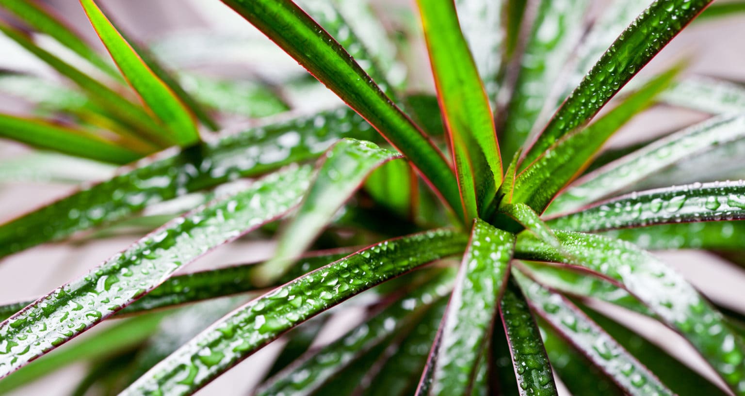 The Best Air Purifying Plants, According to NASA - Farmers' Almanac ...