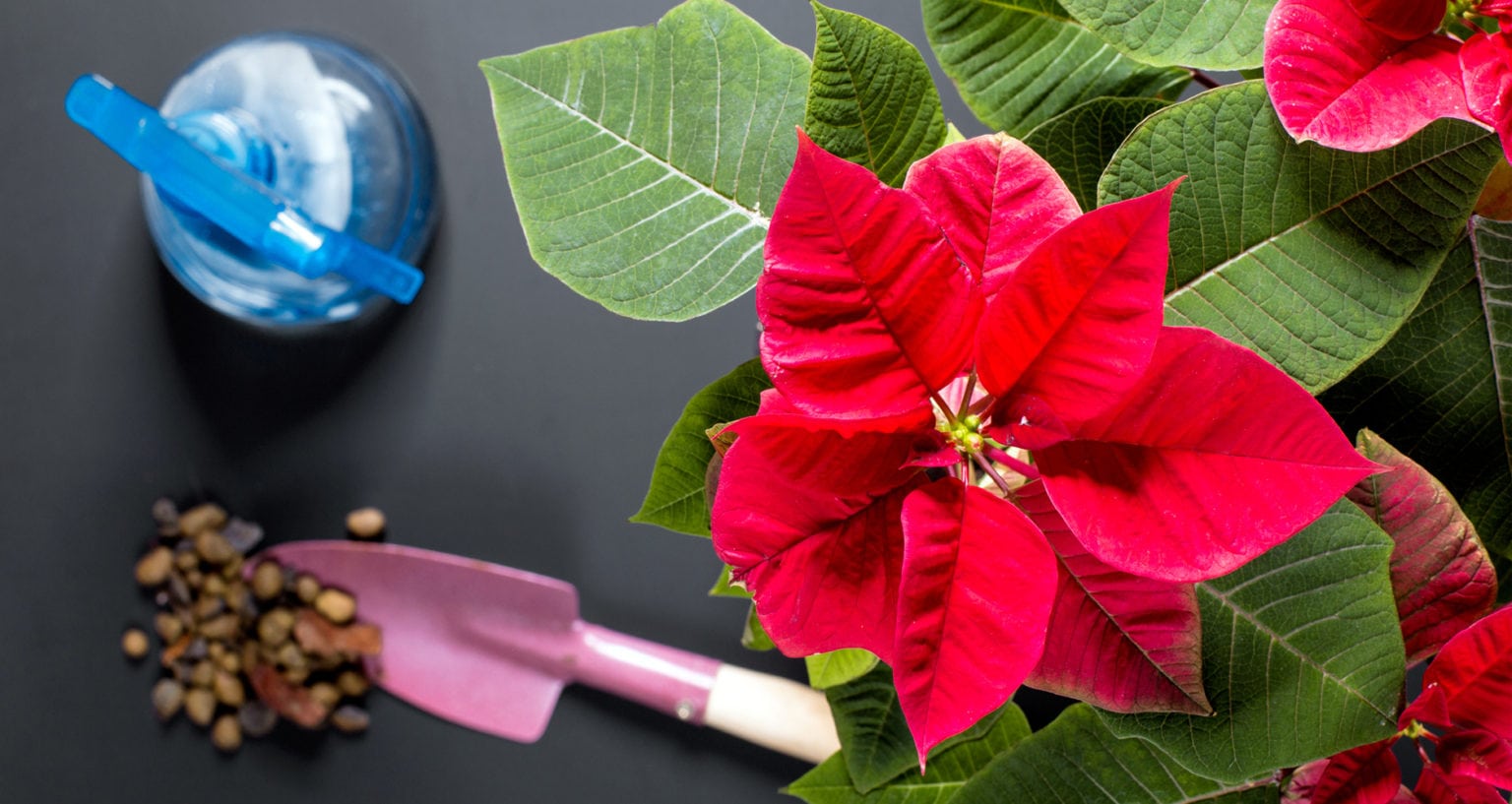 The Legend of the Poinsettia - Farmers' Almanac - Plan Your Day. Grow ...
