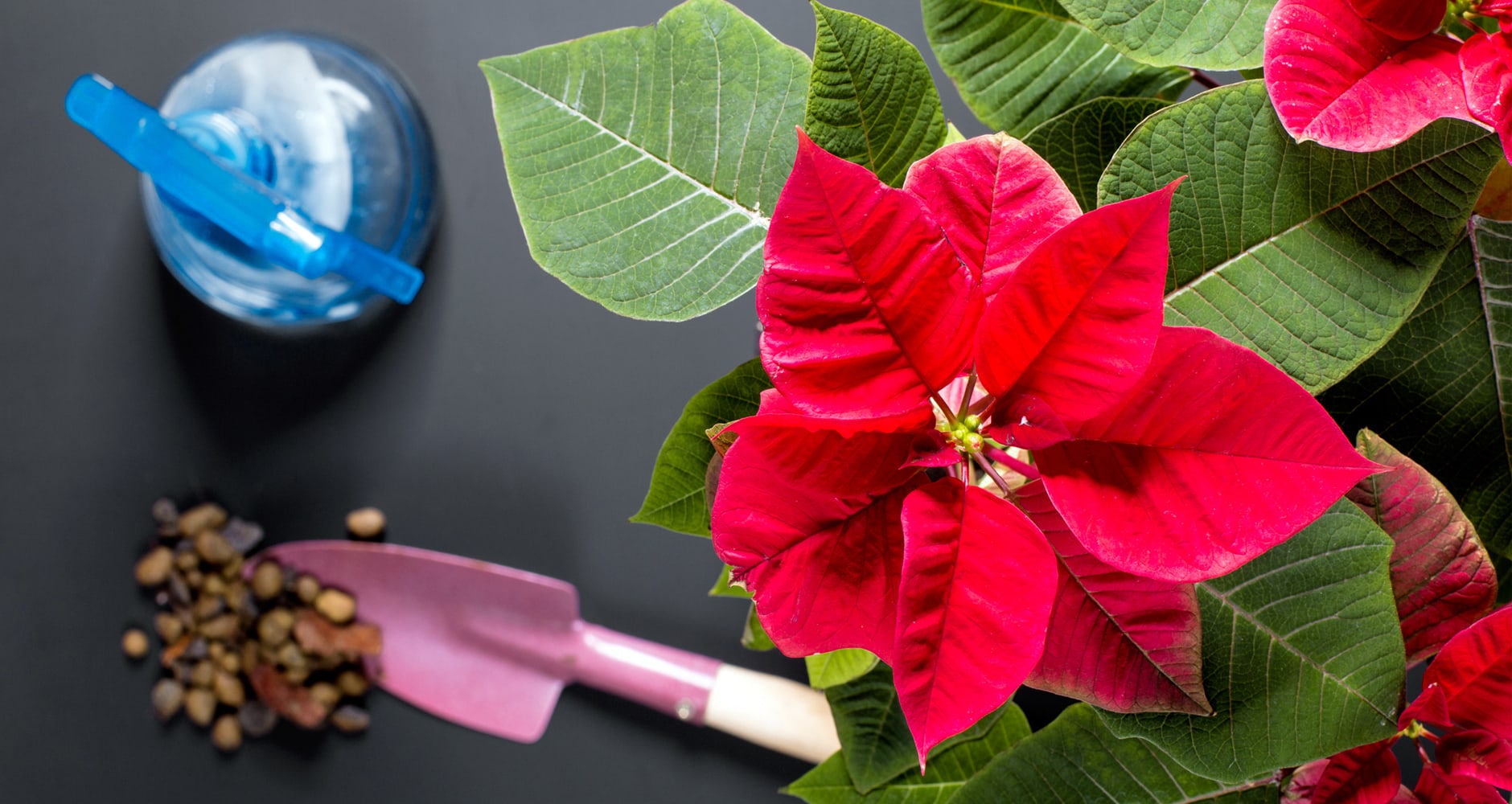 The Legend of the Poinsettia - Farmers' Almanac - Plan Your Day. Grow ...