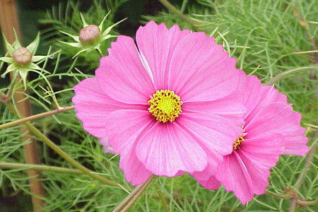 October Flower Lore: Calendula and Cosmos - Farmers' Almanac