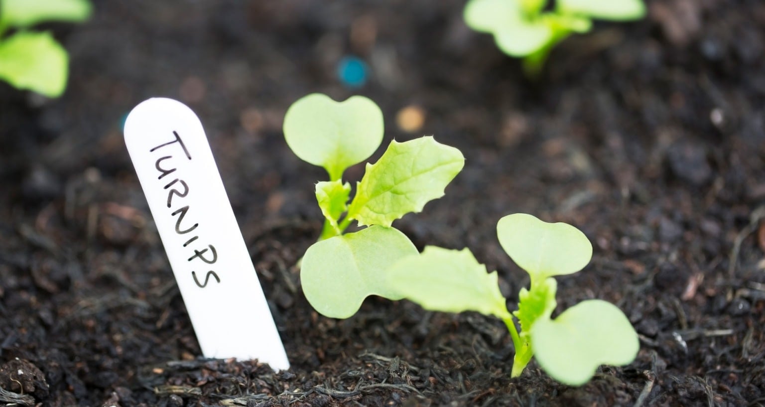 How To Grow Turnips - Farmers' Almanac - Plan Your Day. Grow Your Life.