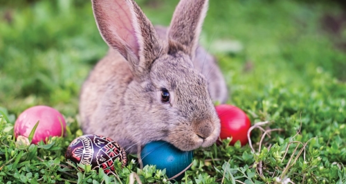Where Did The Easter Bunny Come From? Farmers' Almanac