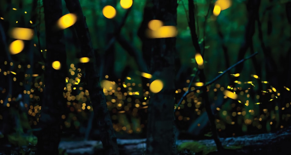 When Will The Fireflies Light Up Your Back Yard? - Farmers' Almanac ...