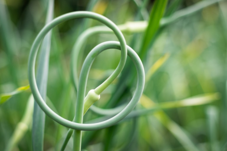 What The Heck Are Garlic Scapes? - Farmers' Almanac - Plan Your Day ...