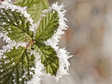 Frost Dates Articles - Farmers' Almanac - Plan Your Day. Grow Your Life.