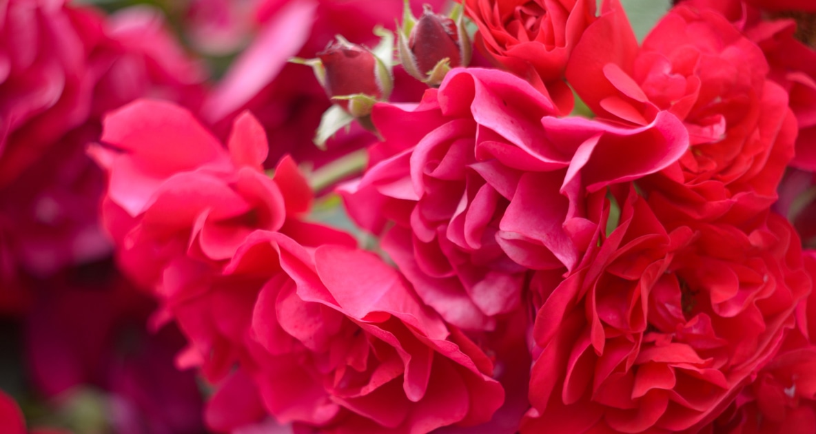 June Flower Folklore - The Rose - Farmers' Almanac