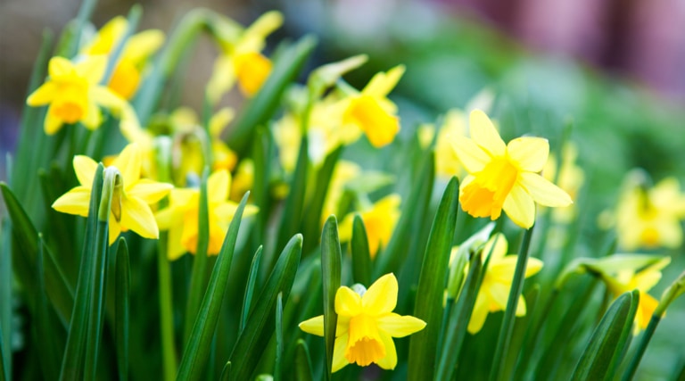 March Flower Lore: The Daffodil - Farmers' Almanac