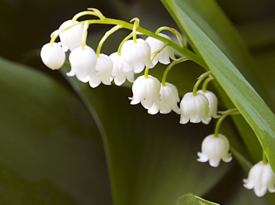 Flower Lore Articles - Page 2 of 2 - Farmers' Almanac - Plan Your Day. Grow Your Life.