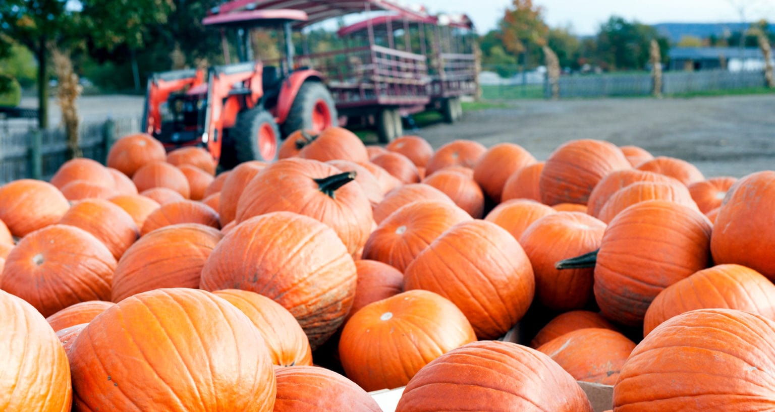 16 Little Known Pumpkin Facts - Farmers' Almanac - Plan Your Day. Grow ...