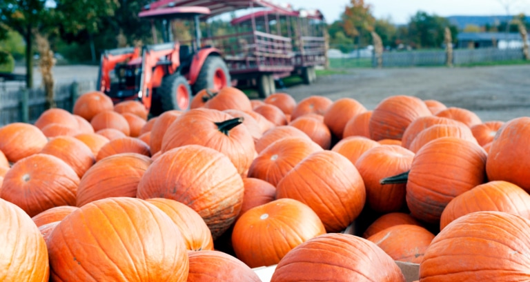 16 Little Known Pumpkin Facts - Farmers' Almanac - Plan Your Day. Grow ...