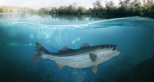 Farmers' Almanac - Weather, Gardening, Fishing, Full Moons