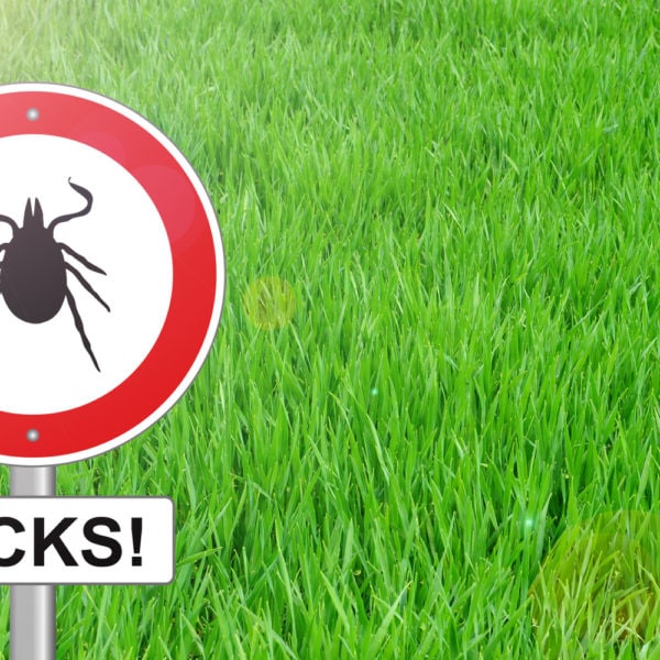 7 Natural Tick Remedies That Work - Farmers' Almanac