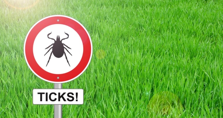 7 Natural Tick Remedies That Work - Farmers' Almanac