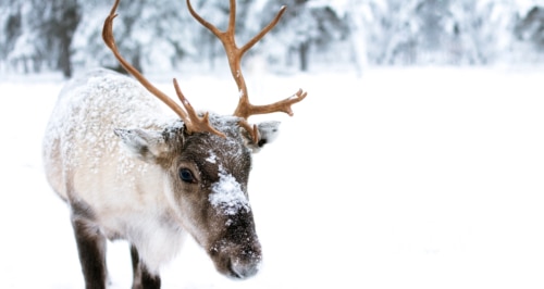 The Real Story Behind Rudolph - Farmers' Almanac - Plan Your Day. Grow ...
