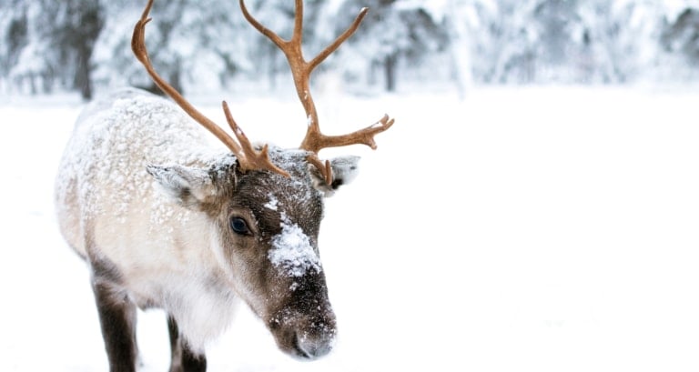 The Real Story Behind Rudolph - Farmers' Almanac - Plan Your Day. Grow ...
