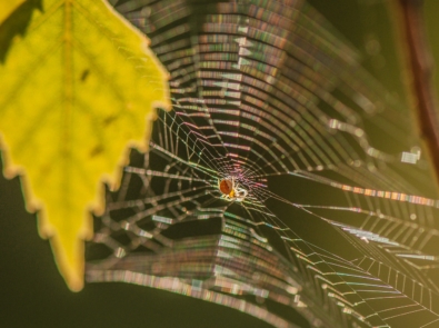 Winter Gardening Articles - Page 4 of 16 - Farmers' Almanac - Plan Your ...