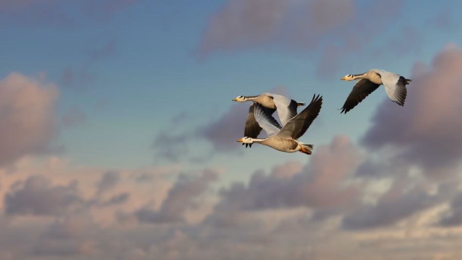 5 Fascinating Facts About Migratory Birds - Farmers' Almanac - Plan ...