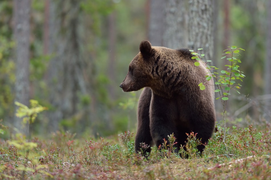 The Legend of Why Leaves Turn Red: Weather Folklore - Farmers' Almanac ...