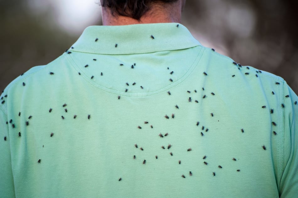 7 Ways To Repel Black Flies Naturally - Farmers' Almanac