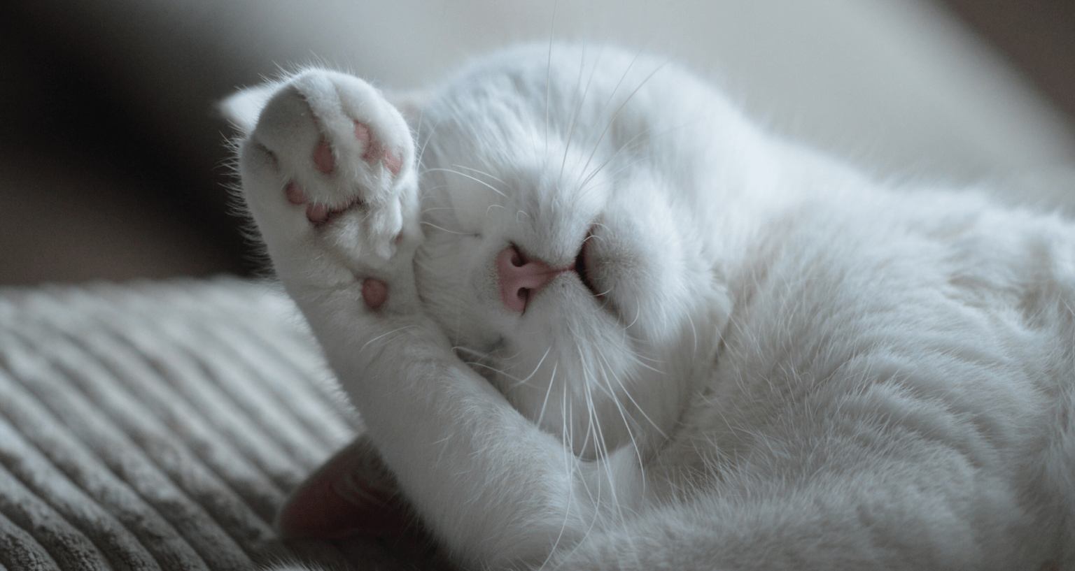 Cat Weather Lore Can Cats Really Predict the Weather and Storms