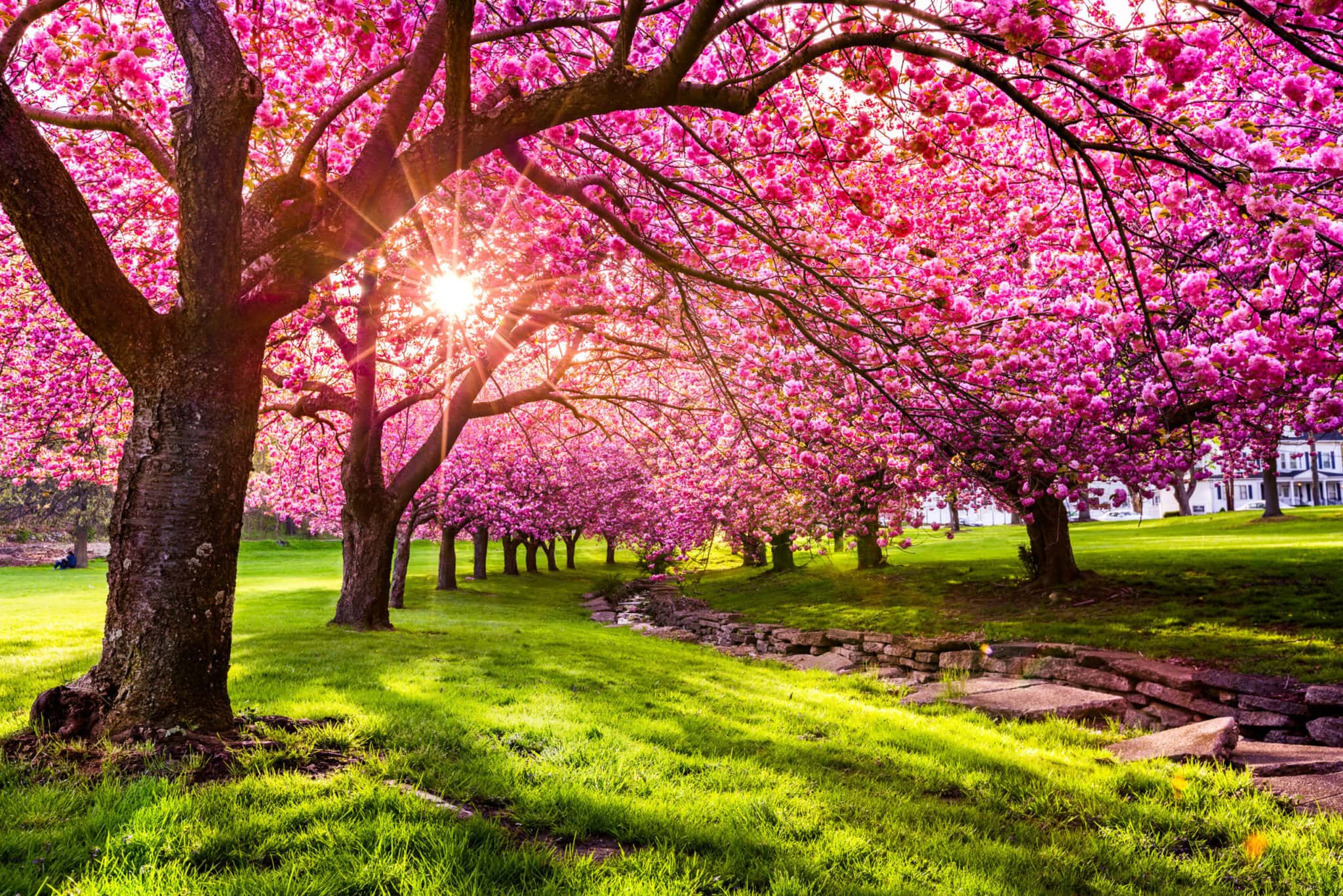 Cherry Blossom Trees: 10 Facts About Spring's Show