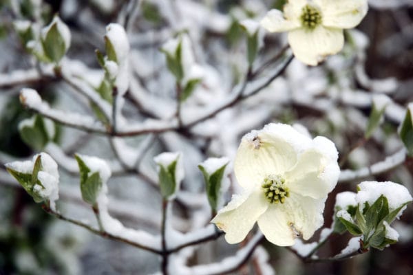 What is a Dogwood Winter? — Farmers' Almanac