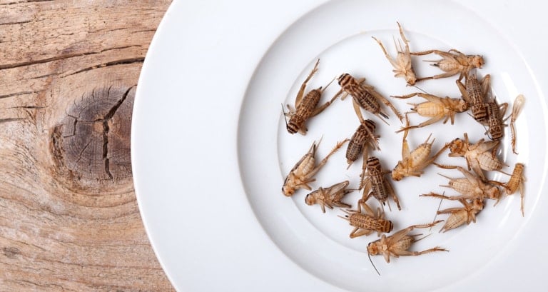 10 Best Edible Insects We Dare You To Try - Farmers' Almanac - Plan ...