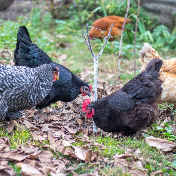 Raising Backyard Chickens For Beginners - Farmers' Almanac - Plan Your ...