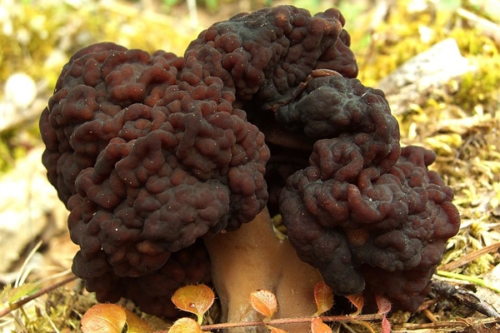 Spring Means Morels, But What Are They? - Farmers' Almanac - Plan Your ...