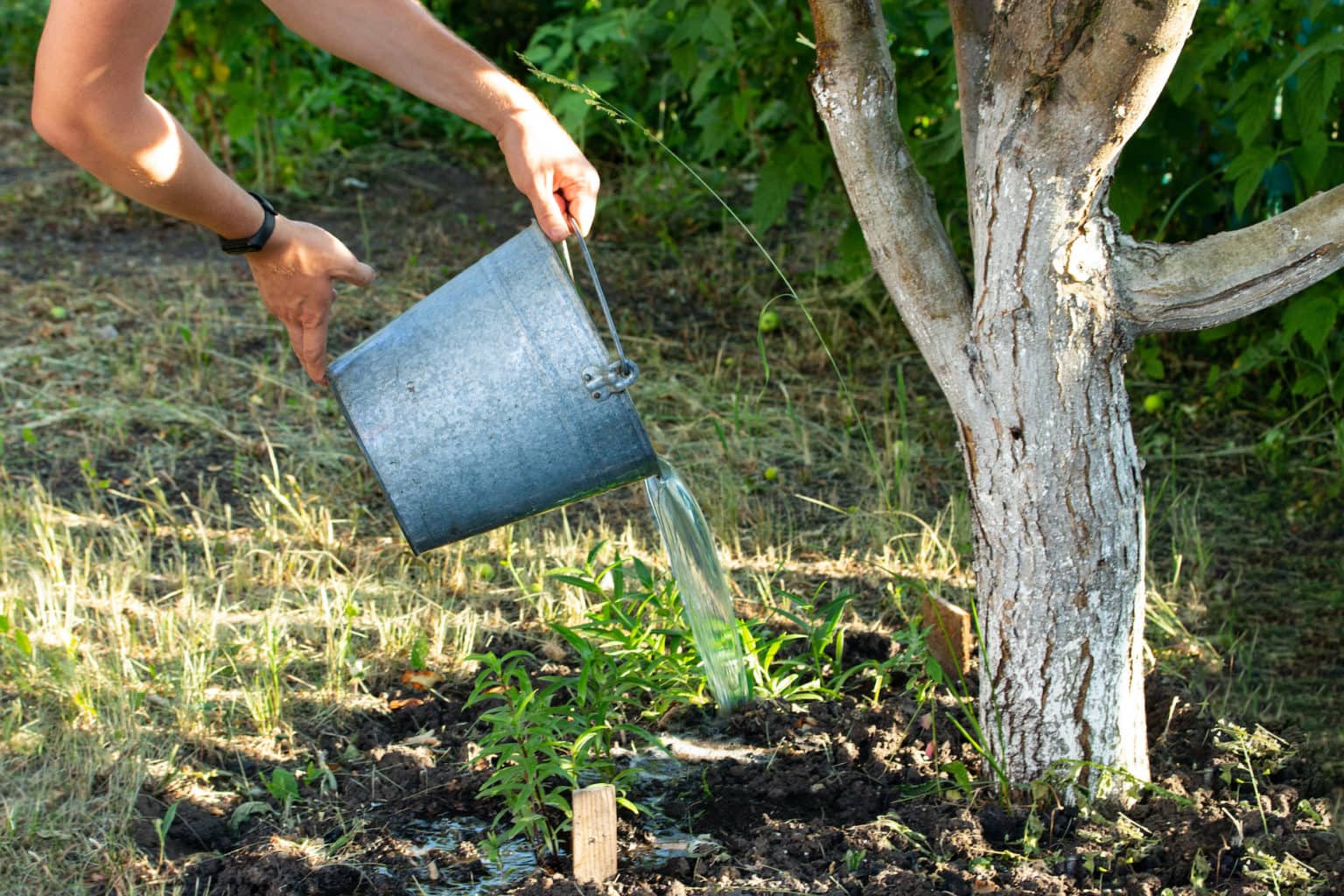 22 Ways To Combat Garden Pests Naturally - Farmers' Almanac