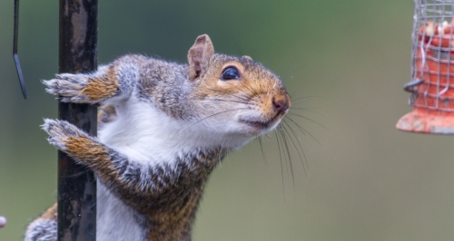 Household Pests: Gray Squirrels - Problems and Solutions - Farmers ...