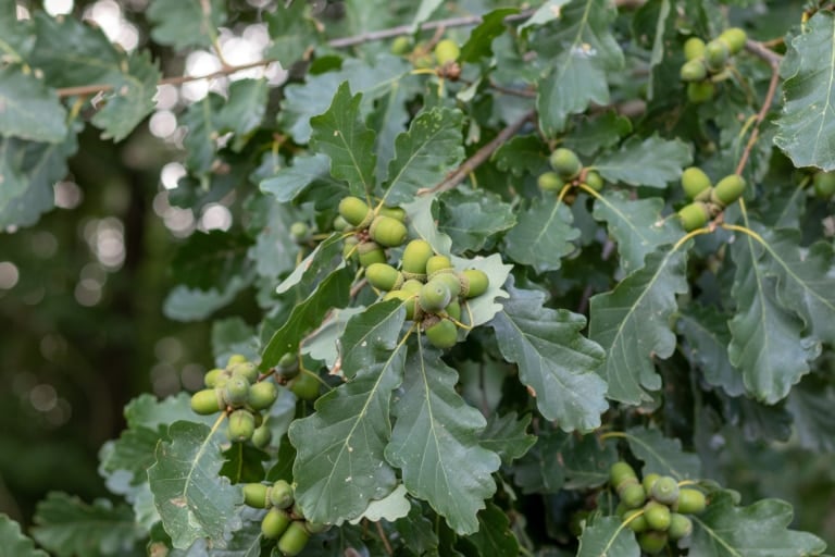 Green Acorns Falling Everywhere? - Farmers' Almanac