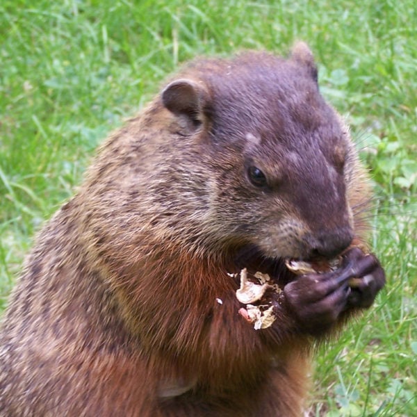 Coyotes: Pests Against Cattle and Livestock - Farmers' Almanac - Plan ...